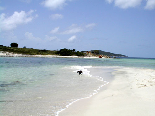 Cahiers 48 : Retour aux iles Testigos (Venezuela)